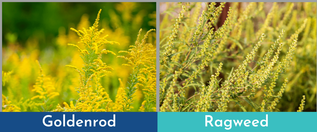 How to Manage Fall Ragweed Allergies - AllerVie Health