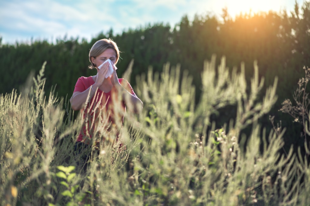 How to Manage Fall Ragweed Allergies - AllerVie Health