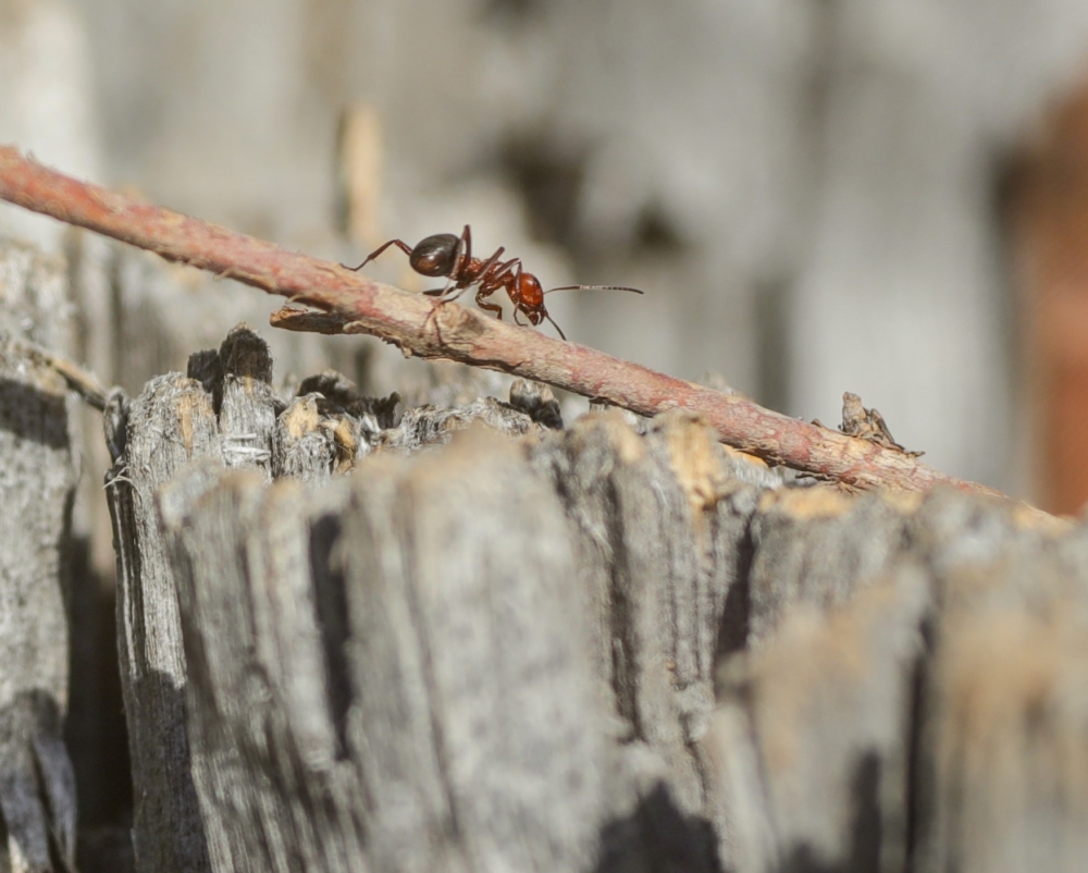 Insect Sting Allergies: Symptoms, Causes, Diagnosis, & Treatment