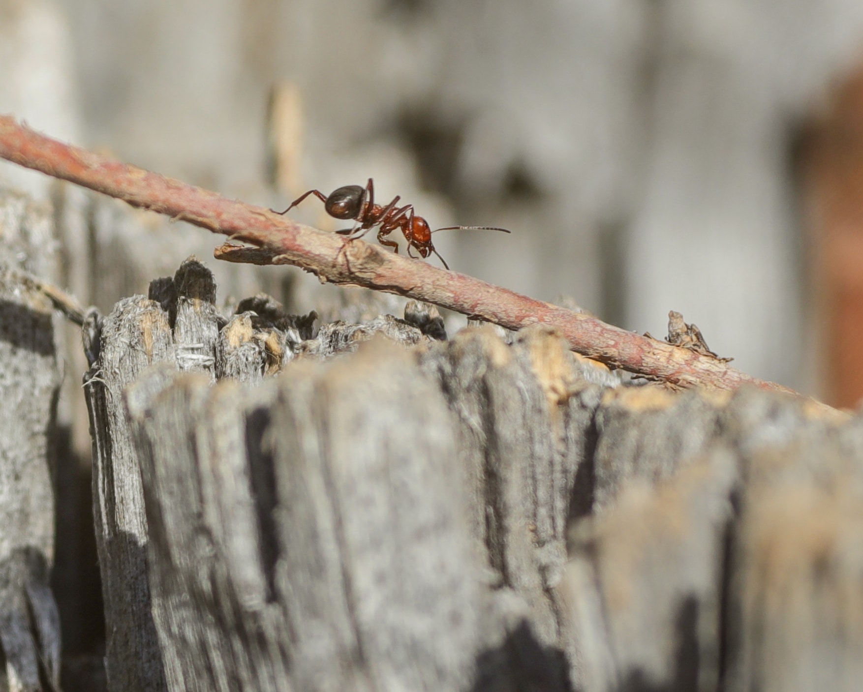 Insect Sting Allergies: Symptoms, Causes, Diagnosis, & Treatment